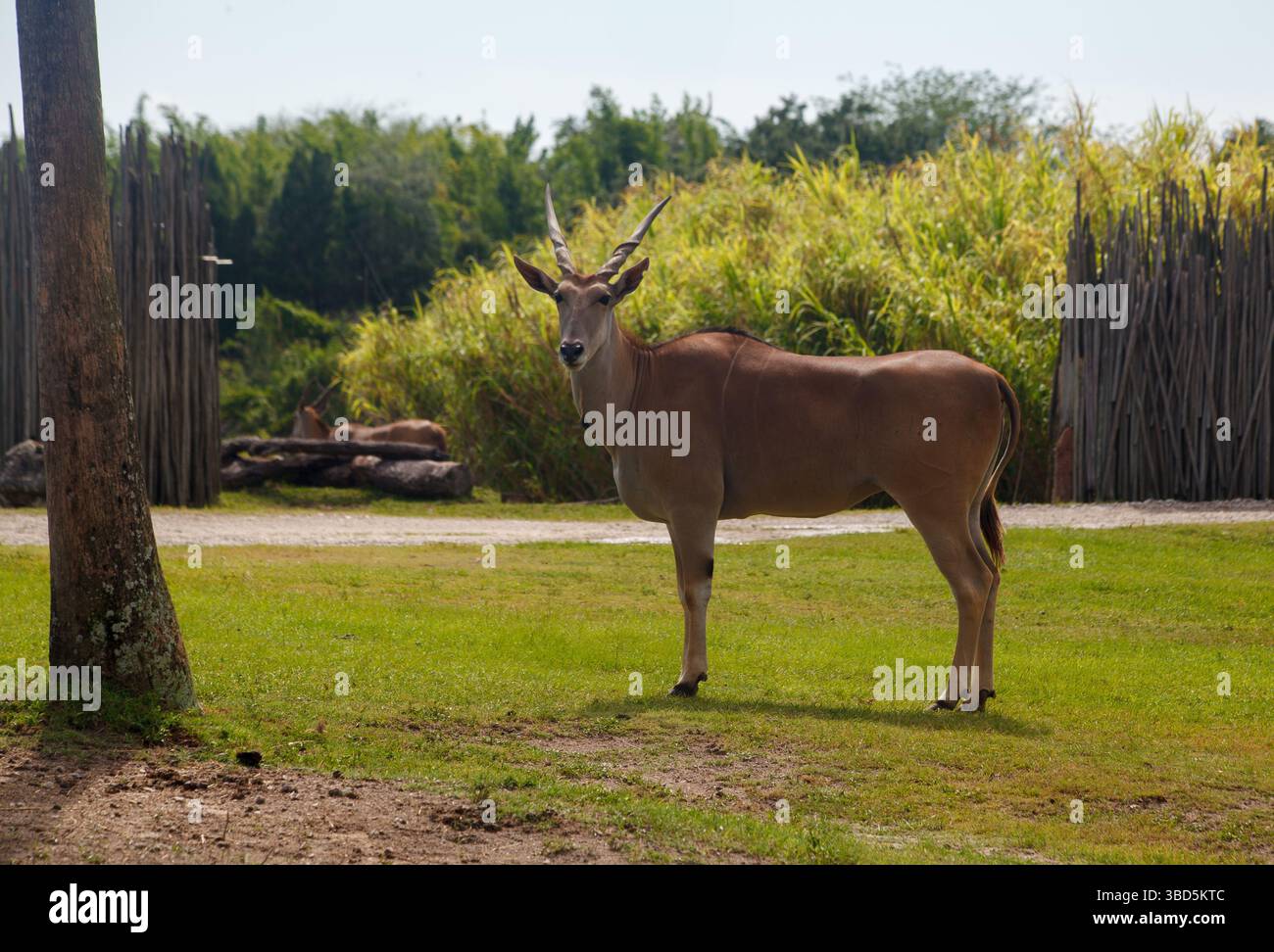 A Beautiful common eland antelope in Busch Gardens amusement park in ...