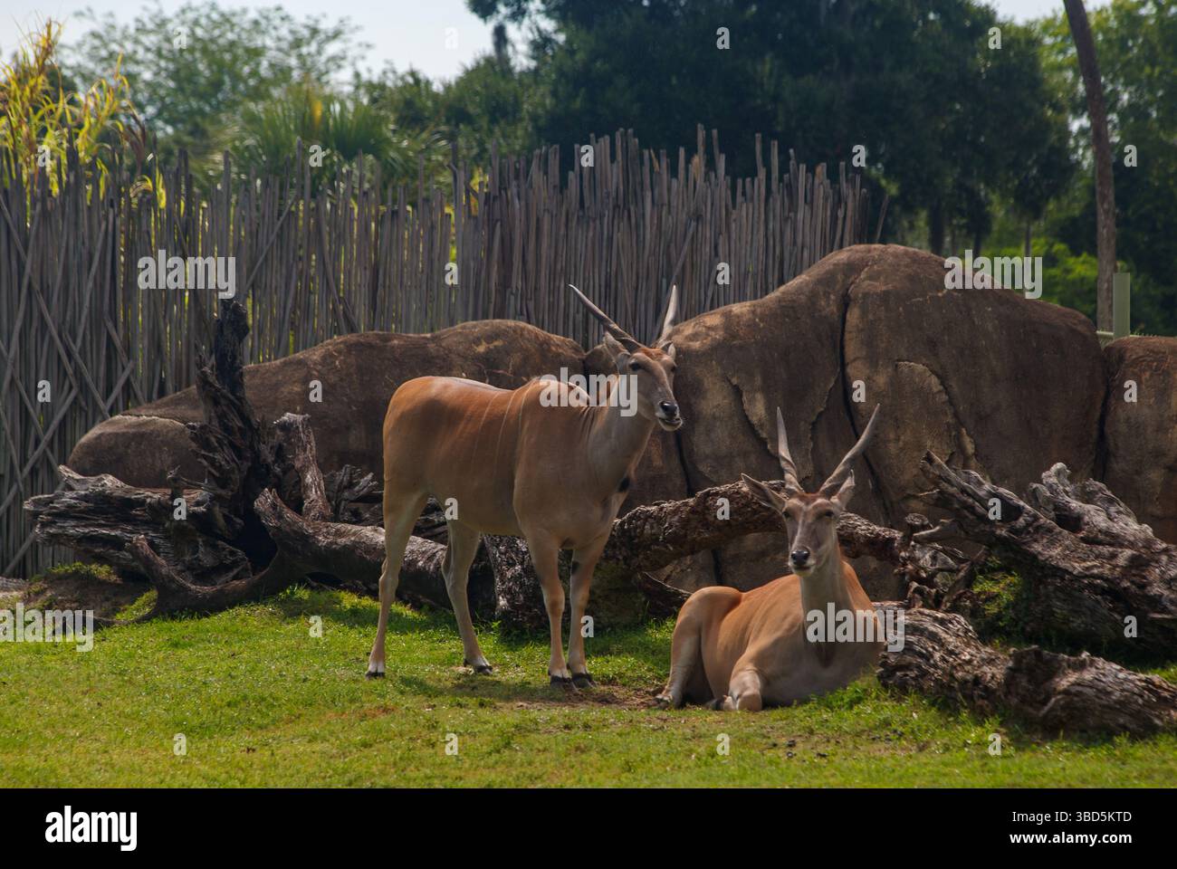 A Beautiful common eland antelope in Busch Gardens amusement park in ...