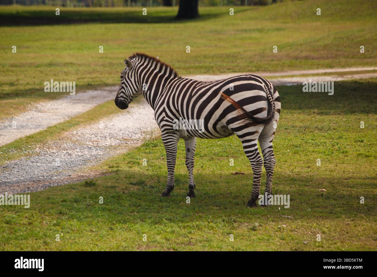 A Beautiful zebra in Busch Gardens amusement park in Tampa, Florida ...
