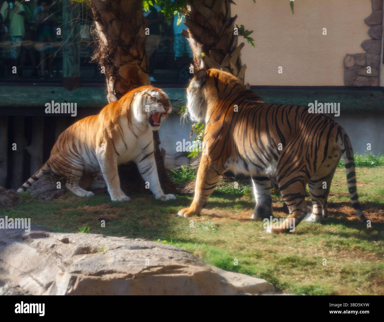 A Bengal Tiger couples fighting in Busch Gardens amusement park in ...