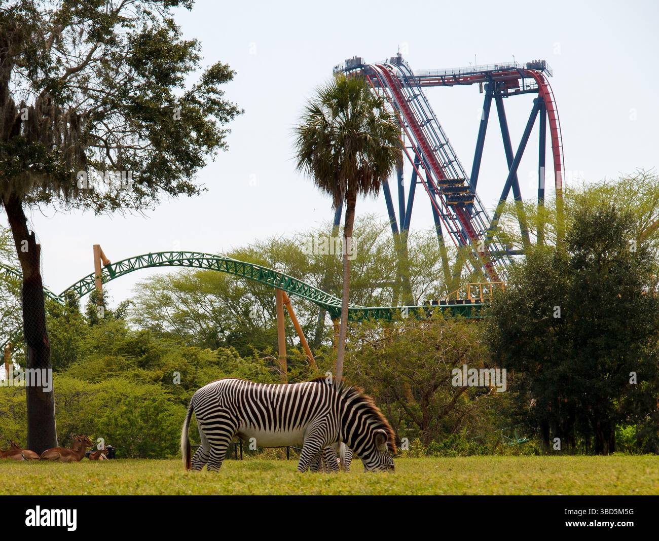 A Beautiful zebra and a roller coaster in Busch Gardens amusement park ...