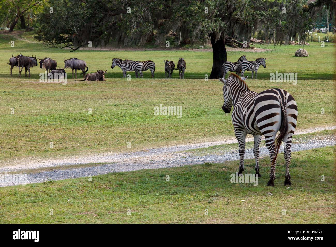 Group of Beautiful zebras in Busch Gardens amusement park in Tampa ...