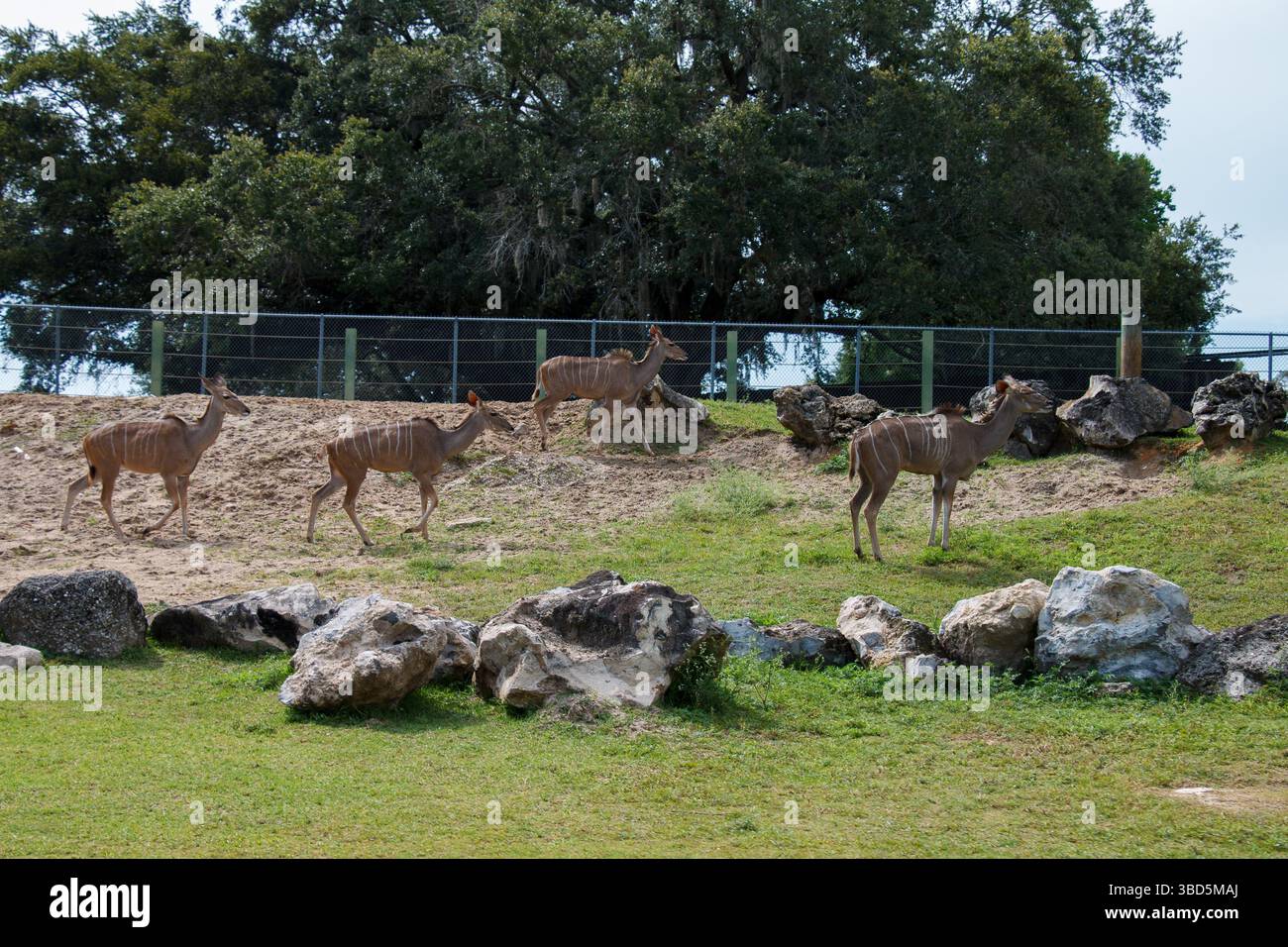 A Kudu antelope in Busch Gardens amusement park in Tampa, Florida Stock ...