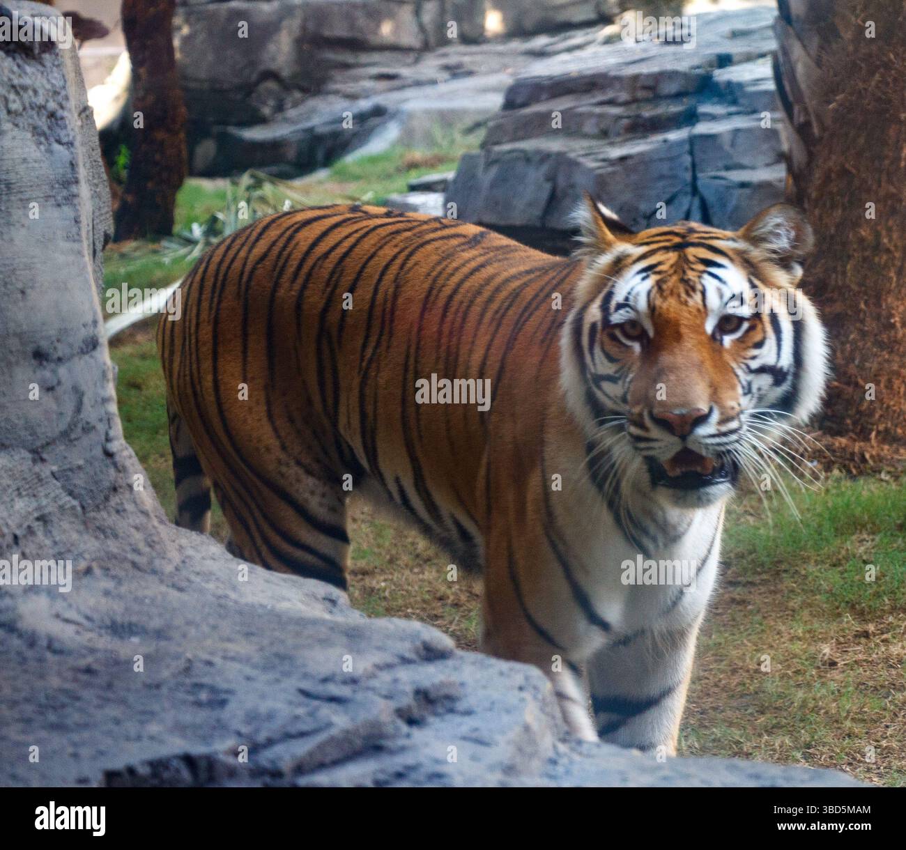A Siberian Tiger walking in Busch Gardens amusement park in Tampa ...