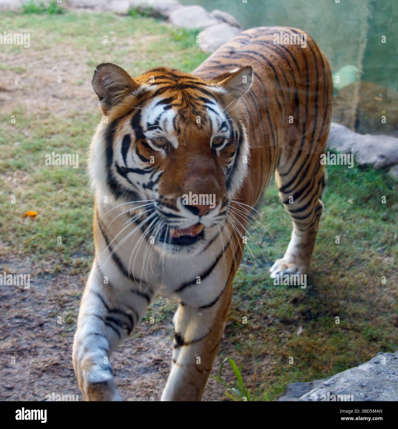 A Siberian Tiger walking in Busch Gardens amusement park in Tampa ...