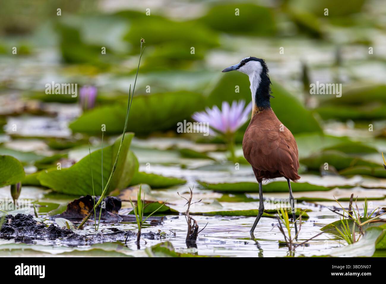African jacana in the Mabamba swamps of Lake Victoria Stock Photo - Alamy