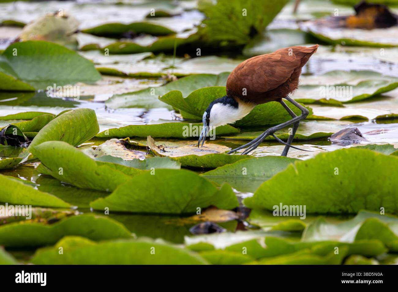 African jacana in the Mabamba swamps of Lake Victoria Stock Photo - Alamy