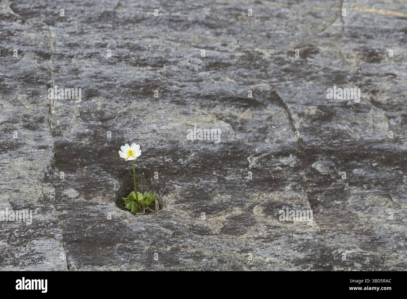 Alpine crowfoot, Alpine buttercup (Ranunculus alpestris) flower in rock ...