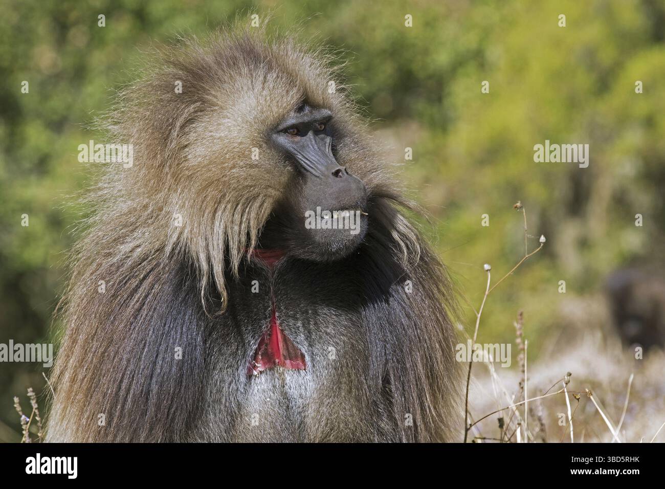 Gelada baboon, bleeding-heart monkey (Theropithecus gelada) male ...