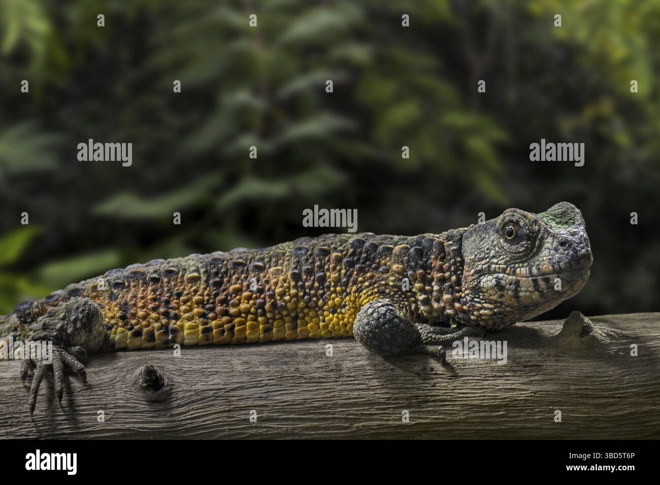 Chinese crocodile lizard (Shinisaurus crocodilurus), semiaquatic ...