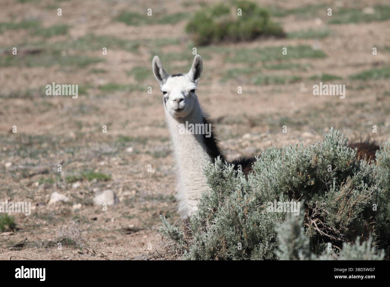 Person, New Mexico. 22nd May, 2025. (new) llamas enjoying sunny weather ...