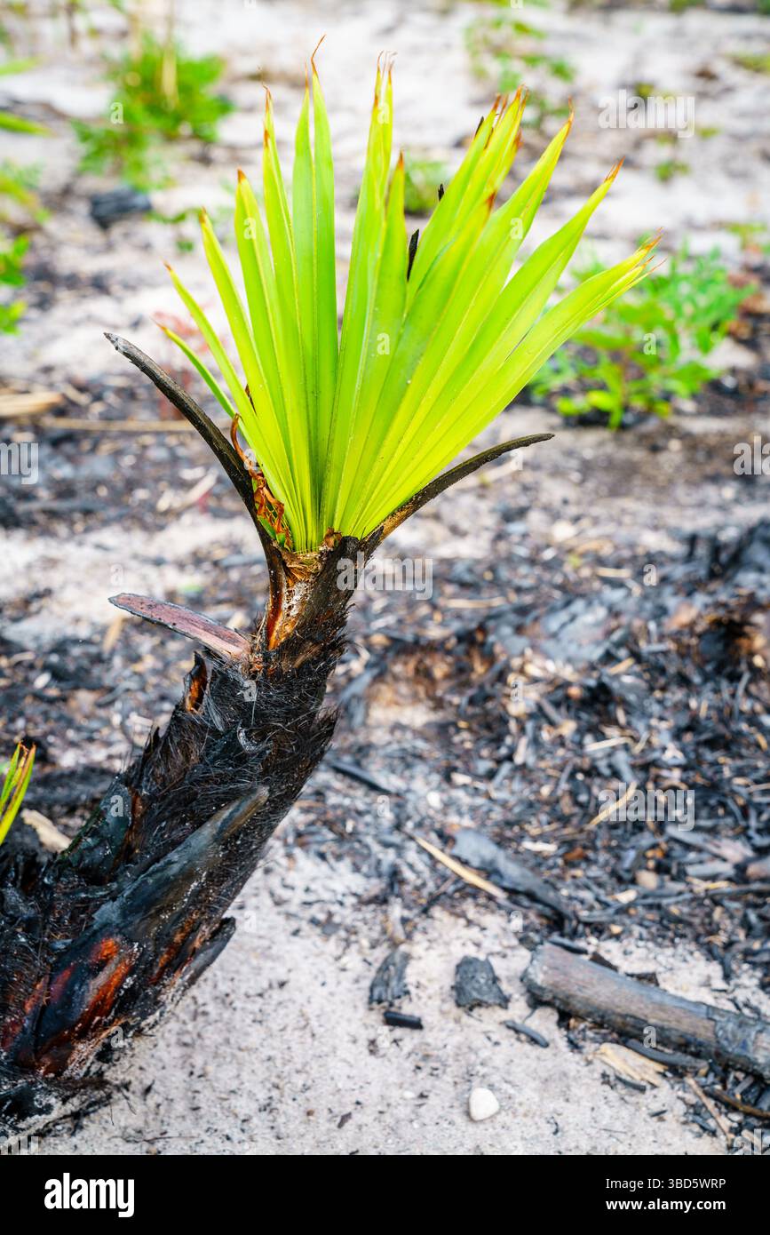 New life emerges at a site of forest fire in southwestern Florida Stock ...