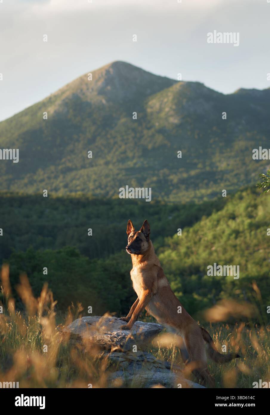 A Malinois gazes out over a scenic valley with rolling hills and the ...