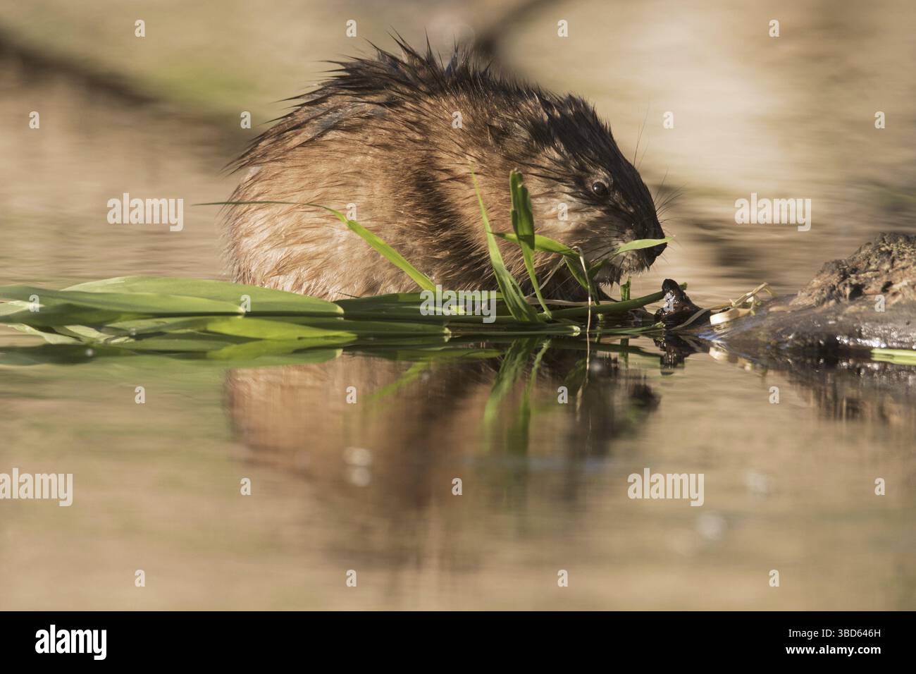 Muskrat (Ondatra zibethicus) introduced species native to North America ...