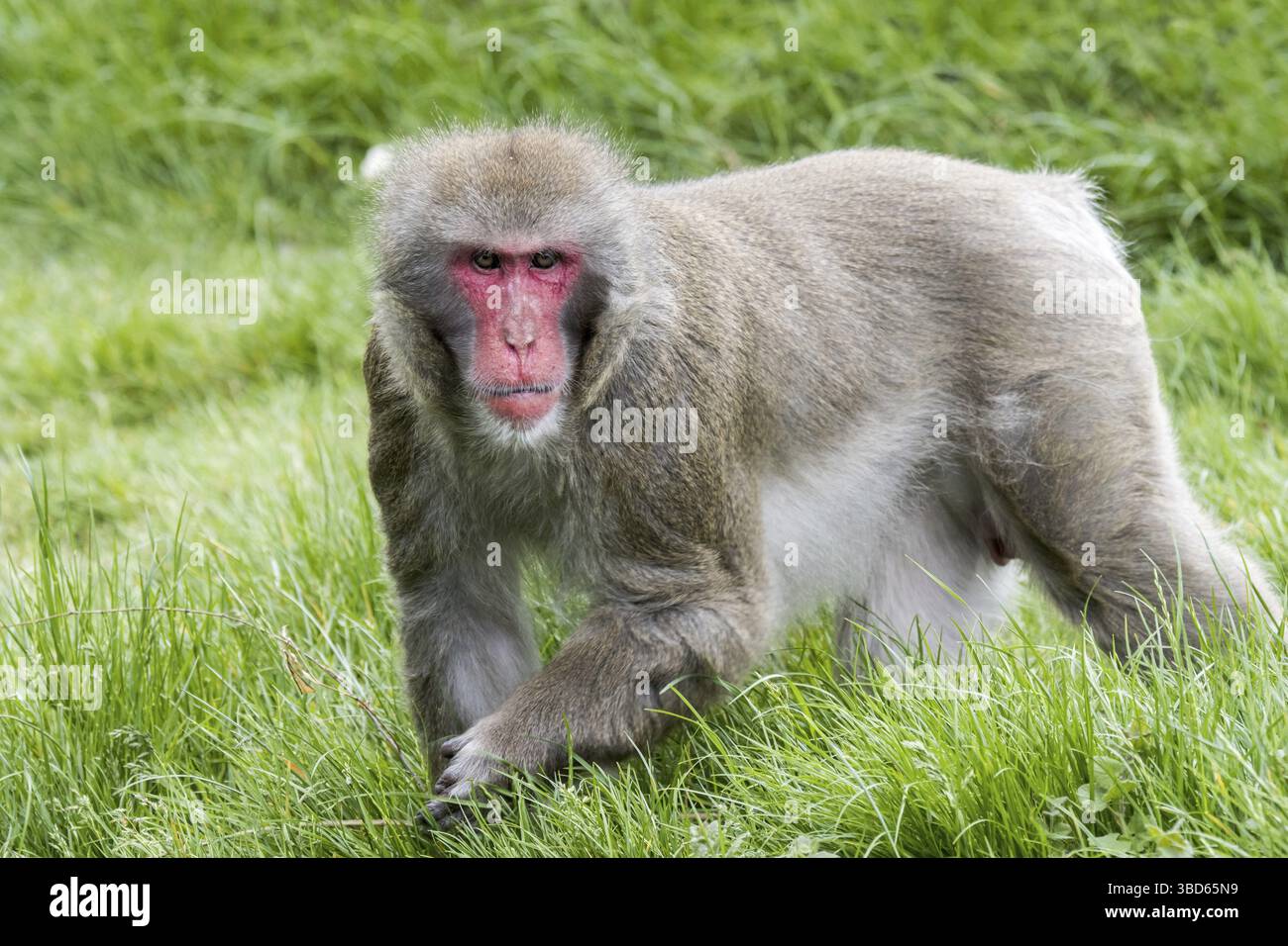 Japanese macaque (Macaca fuscata), snow monkey, native to Japan Stock ...