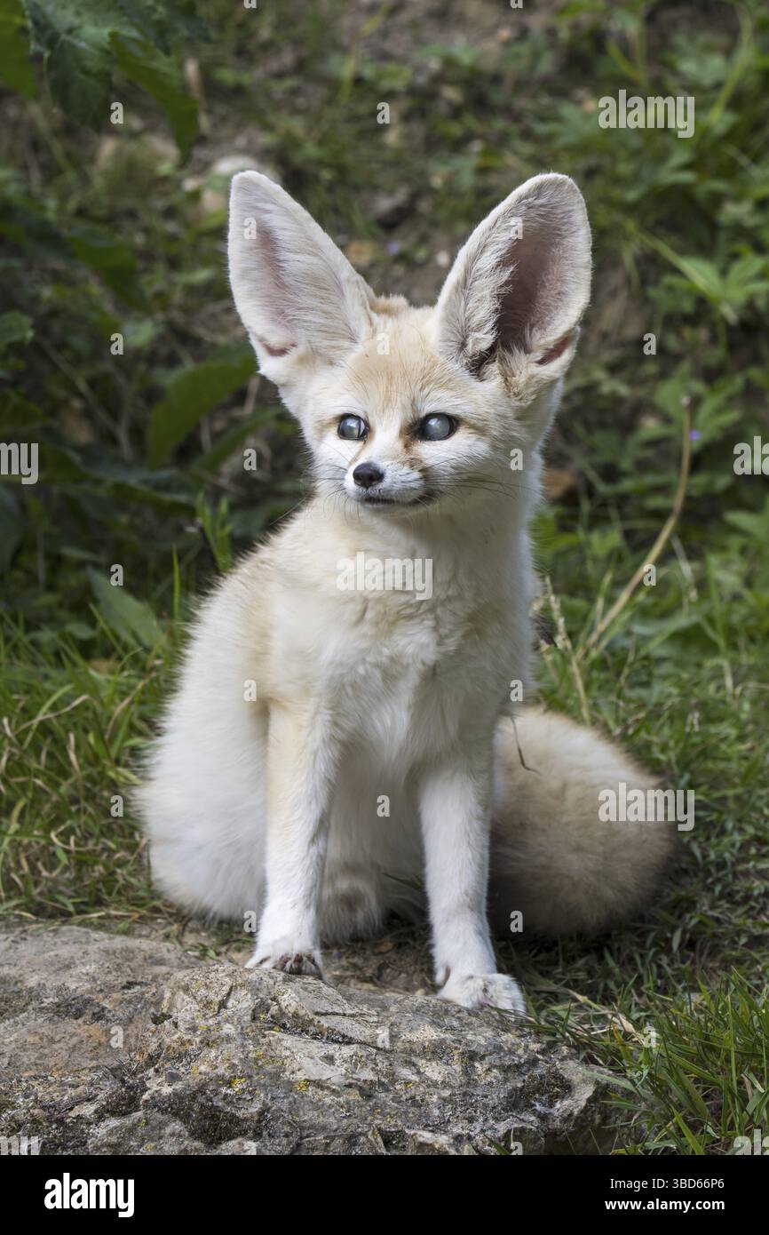 Captive fennec fox (Vulpes zerda) (Fennecus zerda) suffering from ...