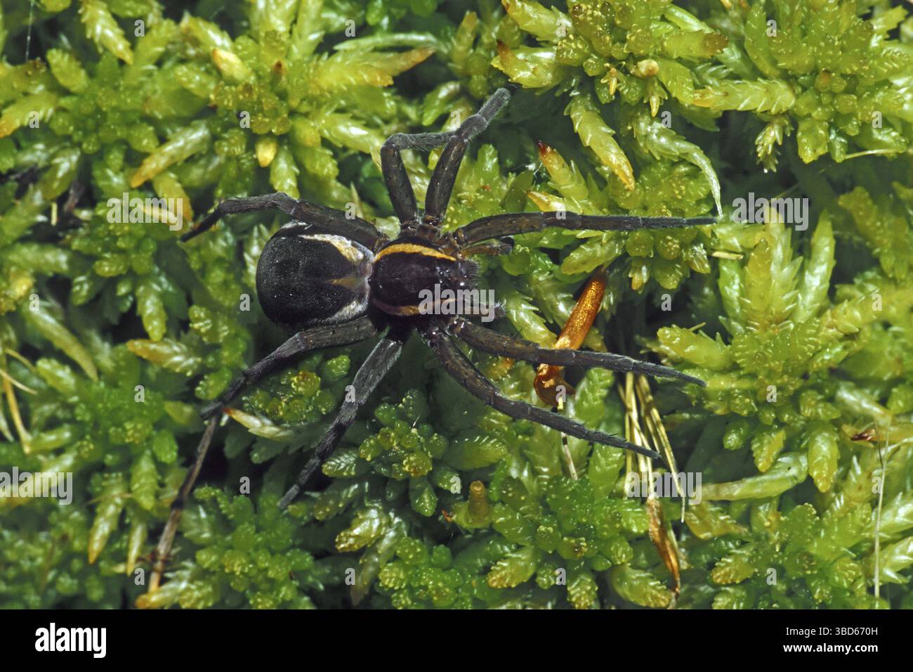 Raft spider, Jesus Spider (Dolomedes fimbriatus, Araneus fimbriatus ...