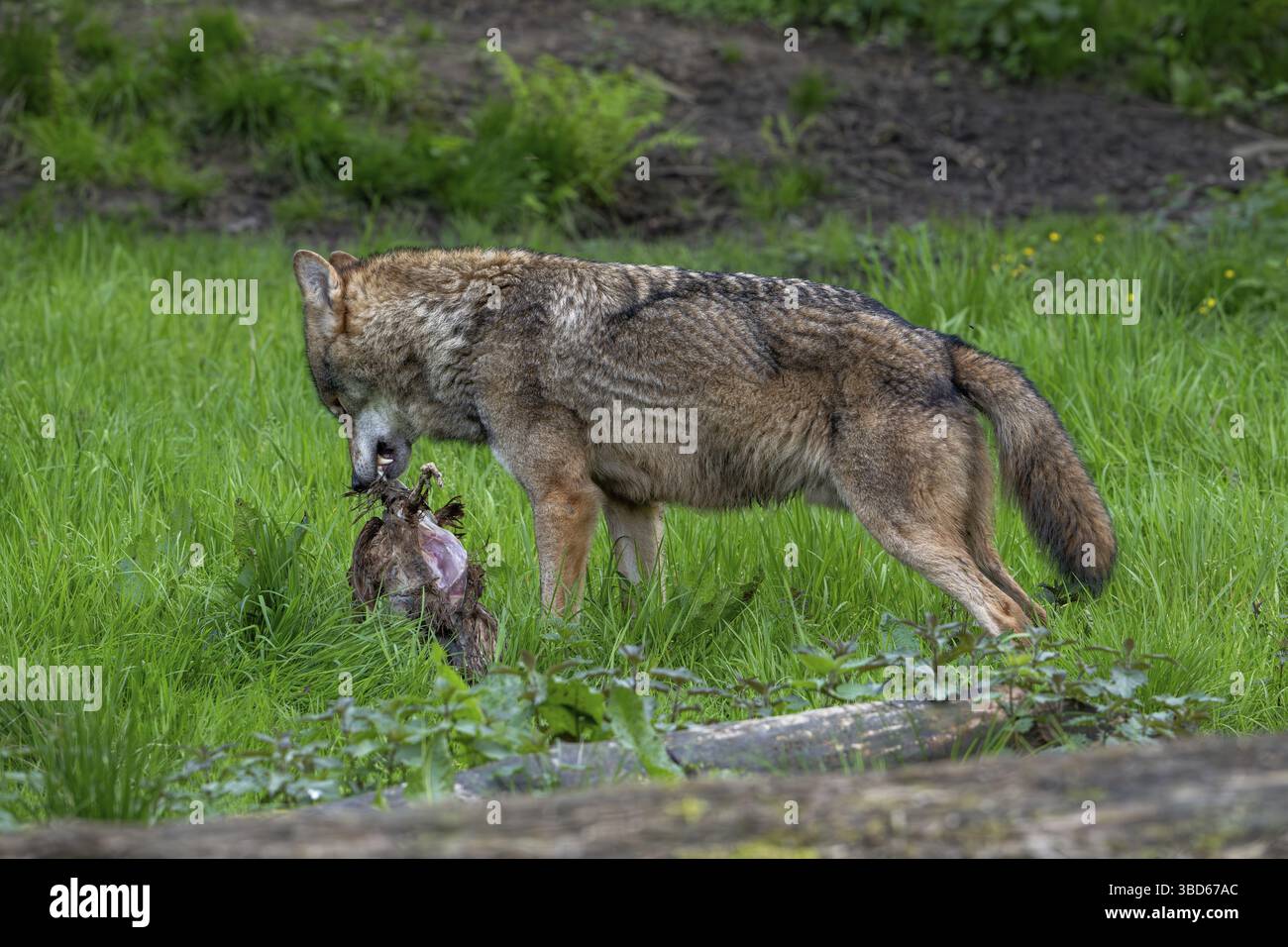 Eurasian wolf, grey wolf (Canis lupus lupus) eating killed bird in ...
