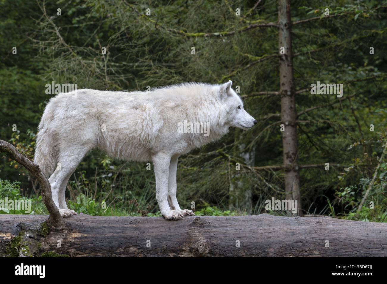 Arctic wolf, white wolf, polar wolf (Canis lupus arctos) native to the ...
