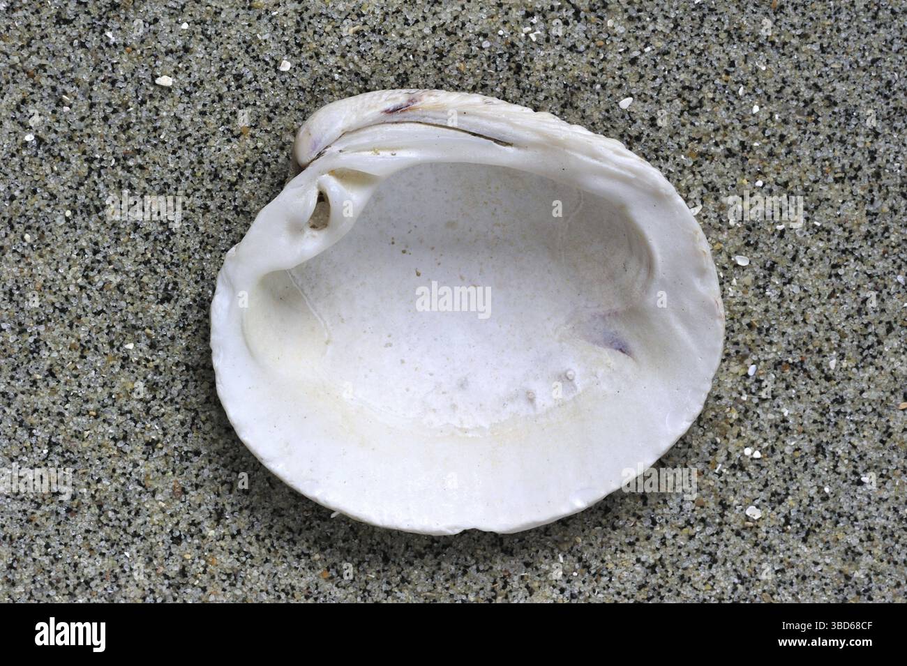 Warty venus (Venus verrucosa) shell on beach, Brittany, France Stock ...