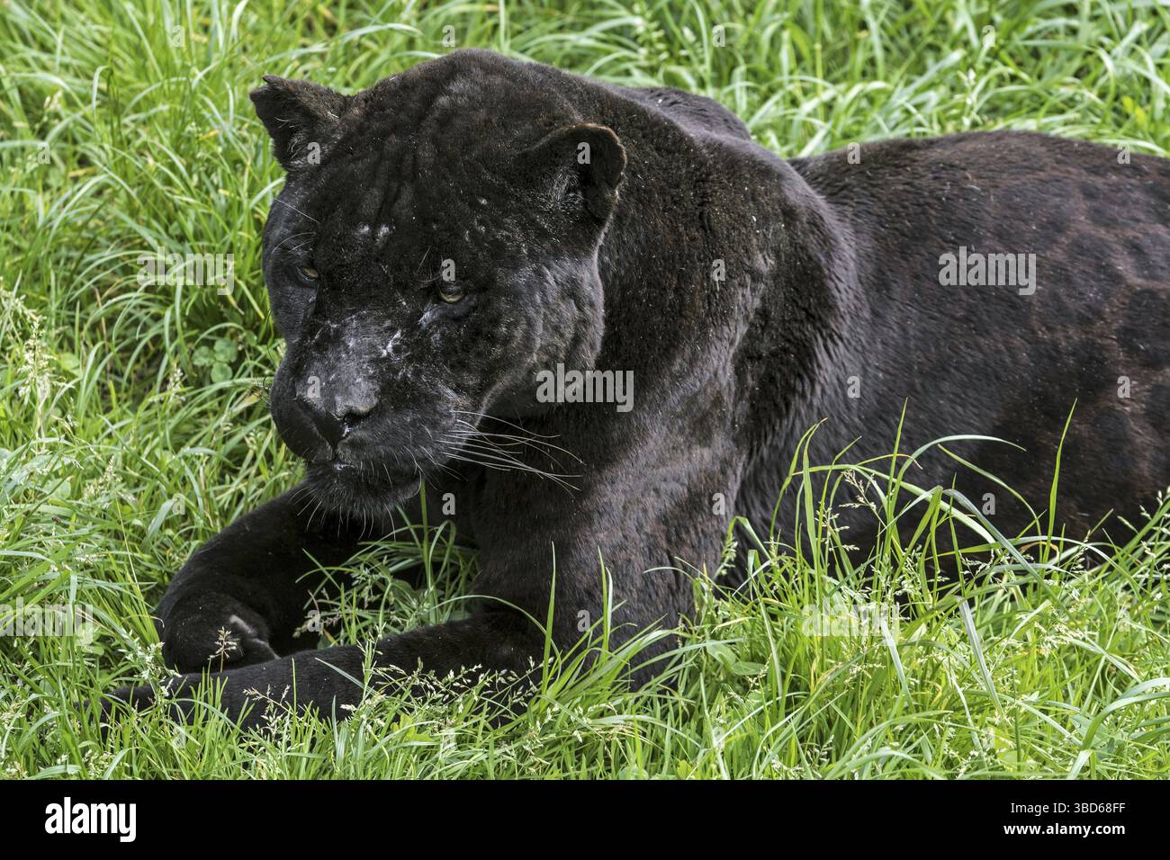 Close up portrait of black panther, melanistic jaguar (Panthera onca ...