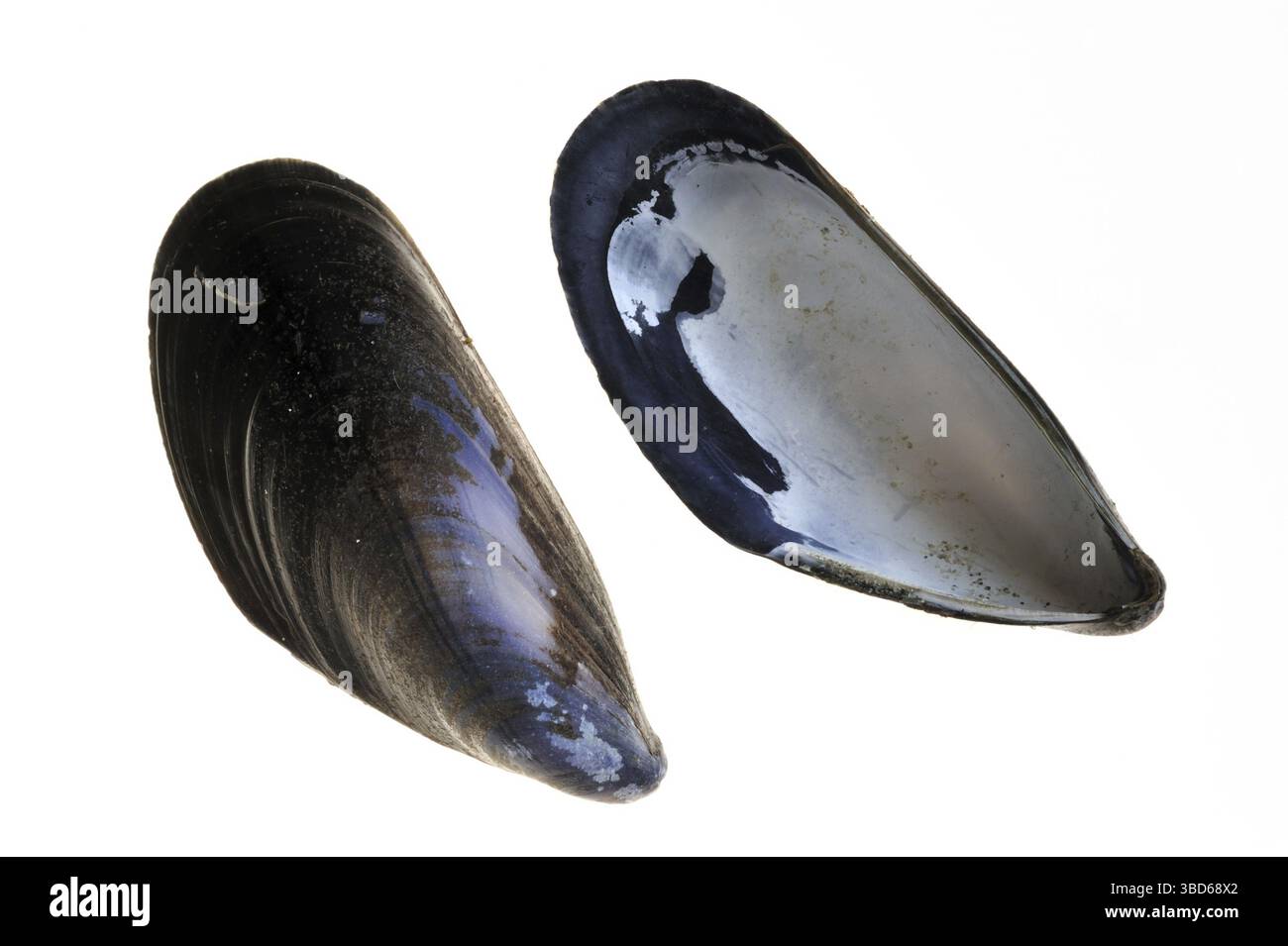 Common mytilus edulis mussel hi-res stock photography and images - Alamy