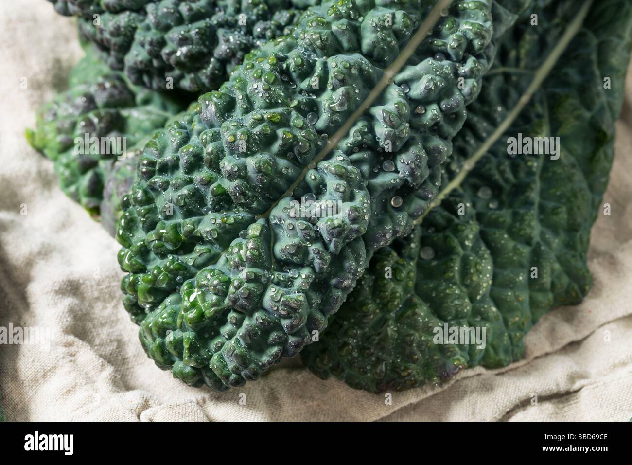 Organic Raw Green Lacinato Dinosaur Kale in a Bunch Stock Photo - Alamy
