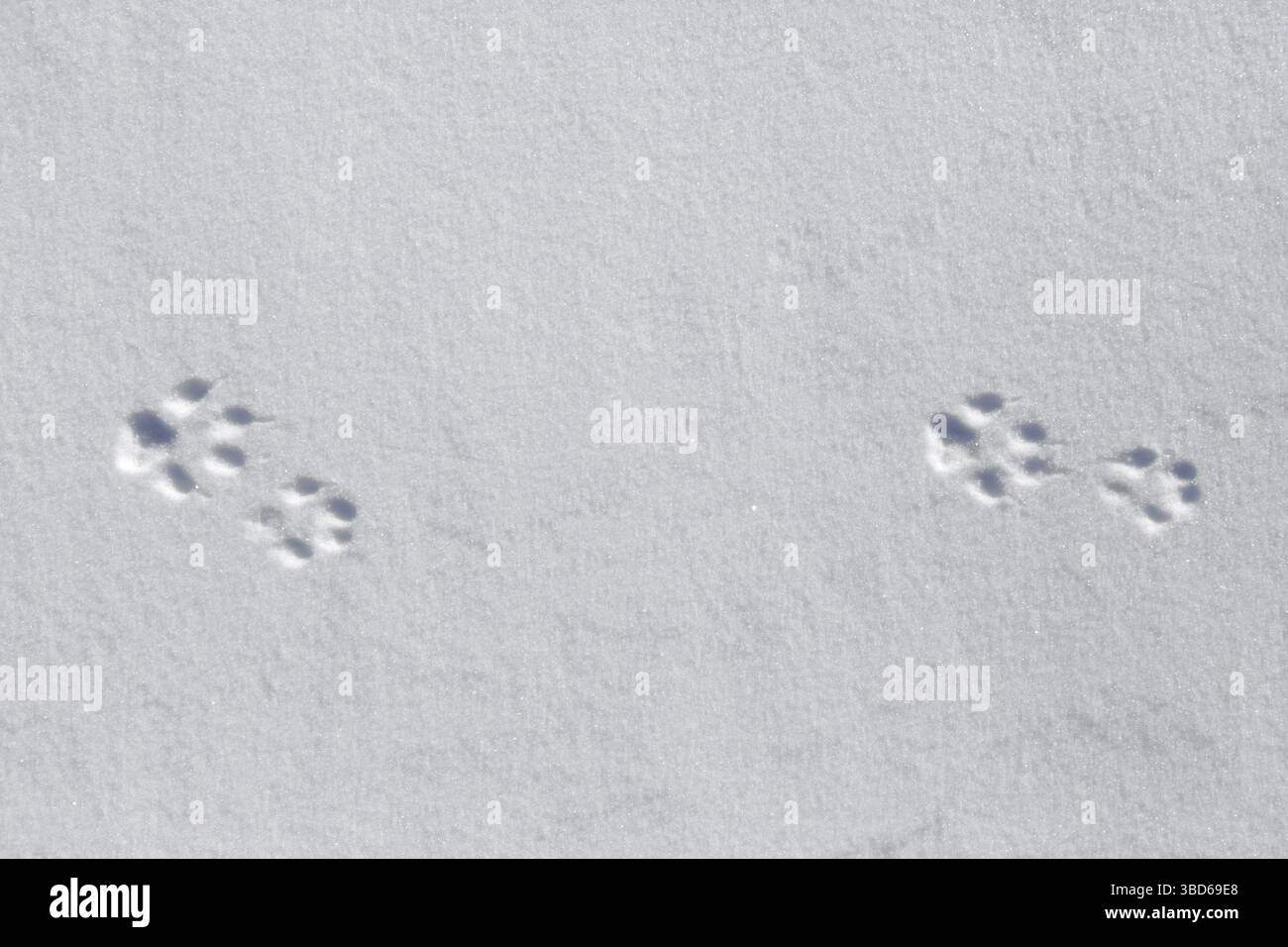 Red fox (Vulpes vulpes) close up of footprints of forelegs, front paws ...