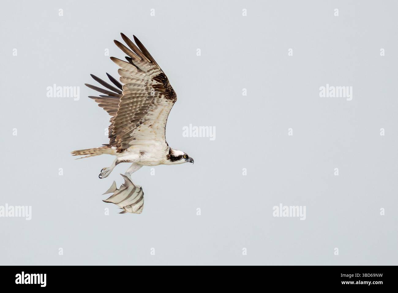 Tierra Verde, Florida, USA. 22nd May, 2025. An osprey carries a large ...