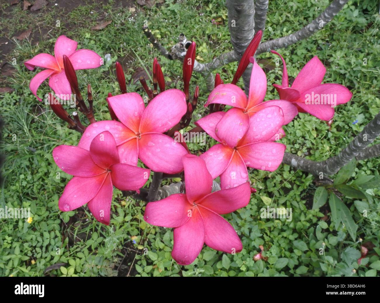 Frangipani flowers are stunningly beautiful flower plants that have ...