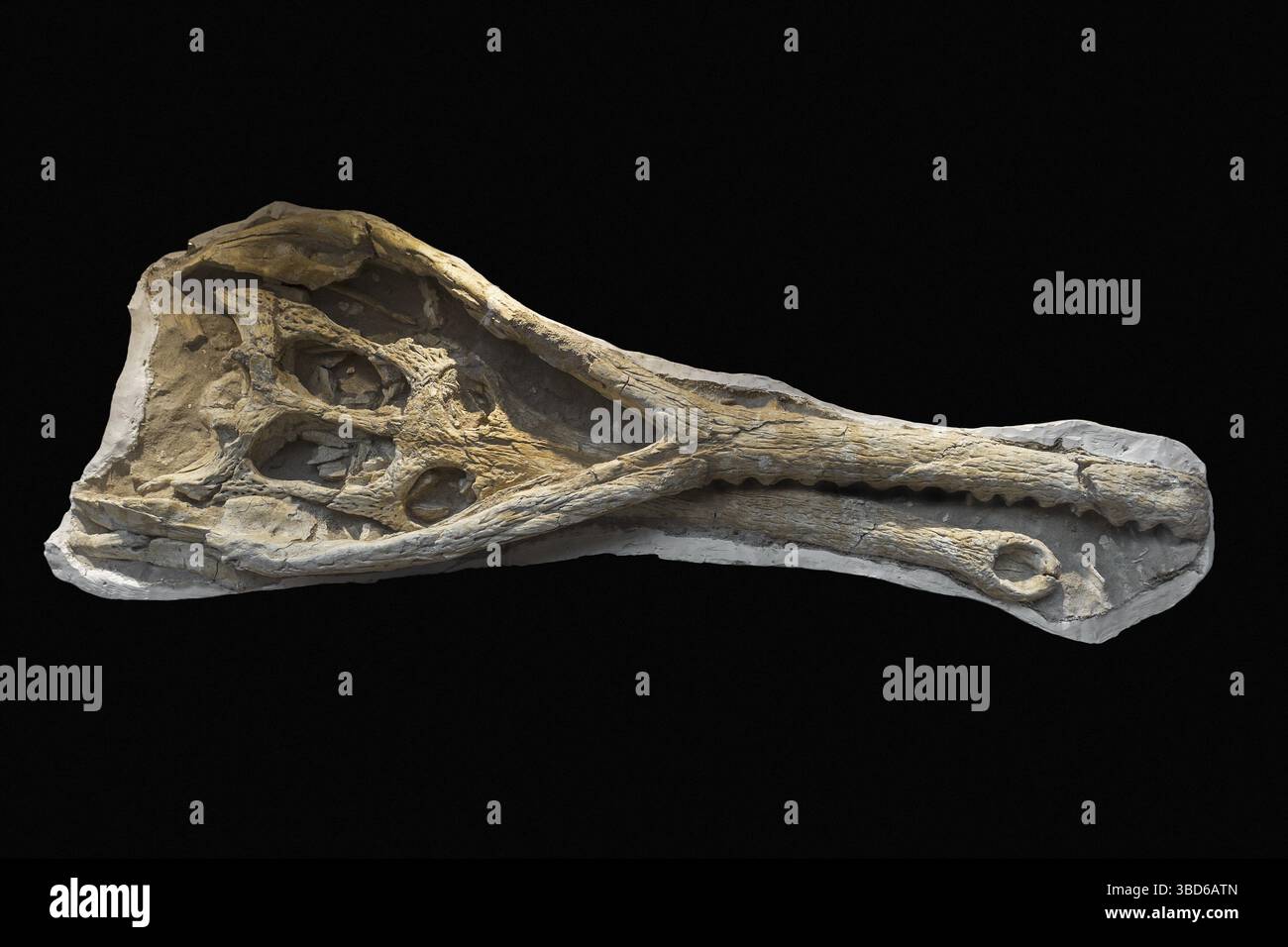 Phosphatosaurus fossil skull, extinct monotypic genus of dyrosaurid ...