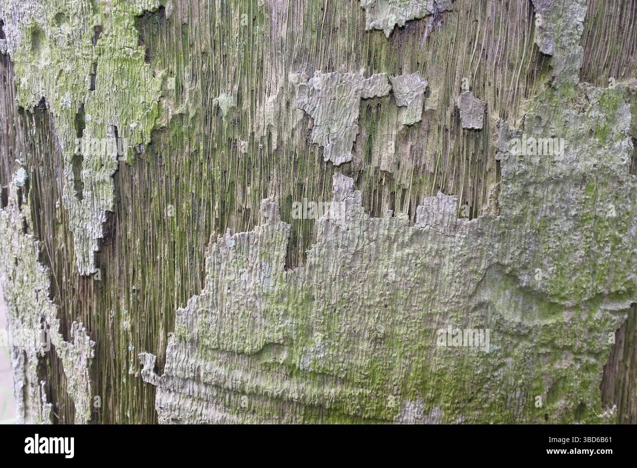 The surface of a palm tree trunk that is old and starting to decay has ...