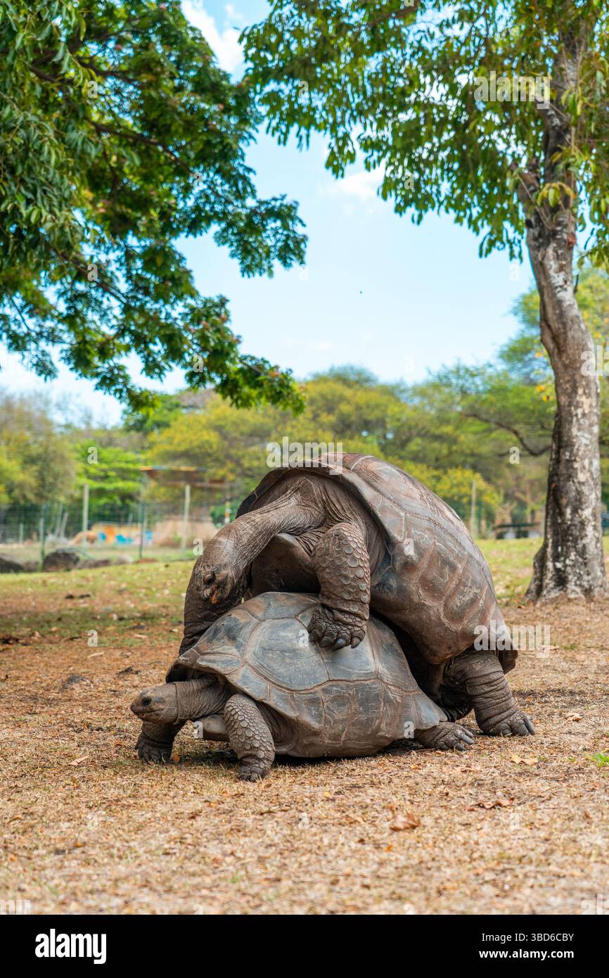 Two giant tortoises mating under trees on dry ground in a natural ...
