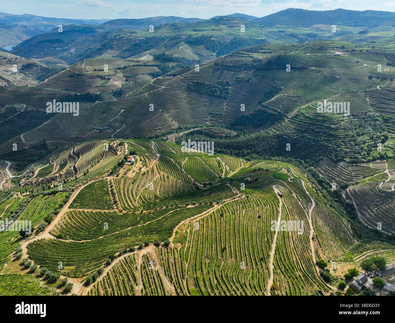 Panoramic aerial showing extensive vineyard fields across mountain ...