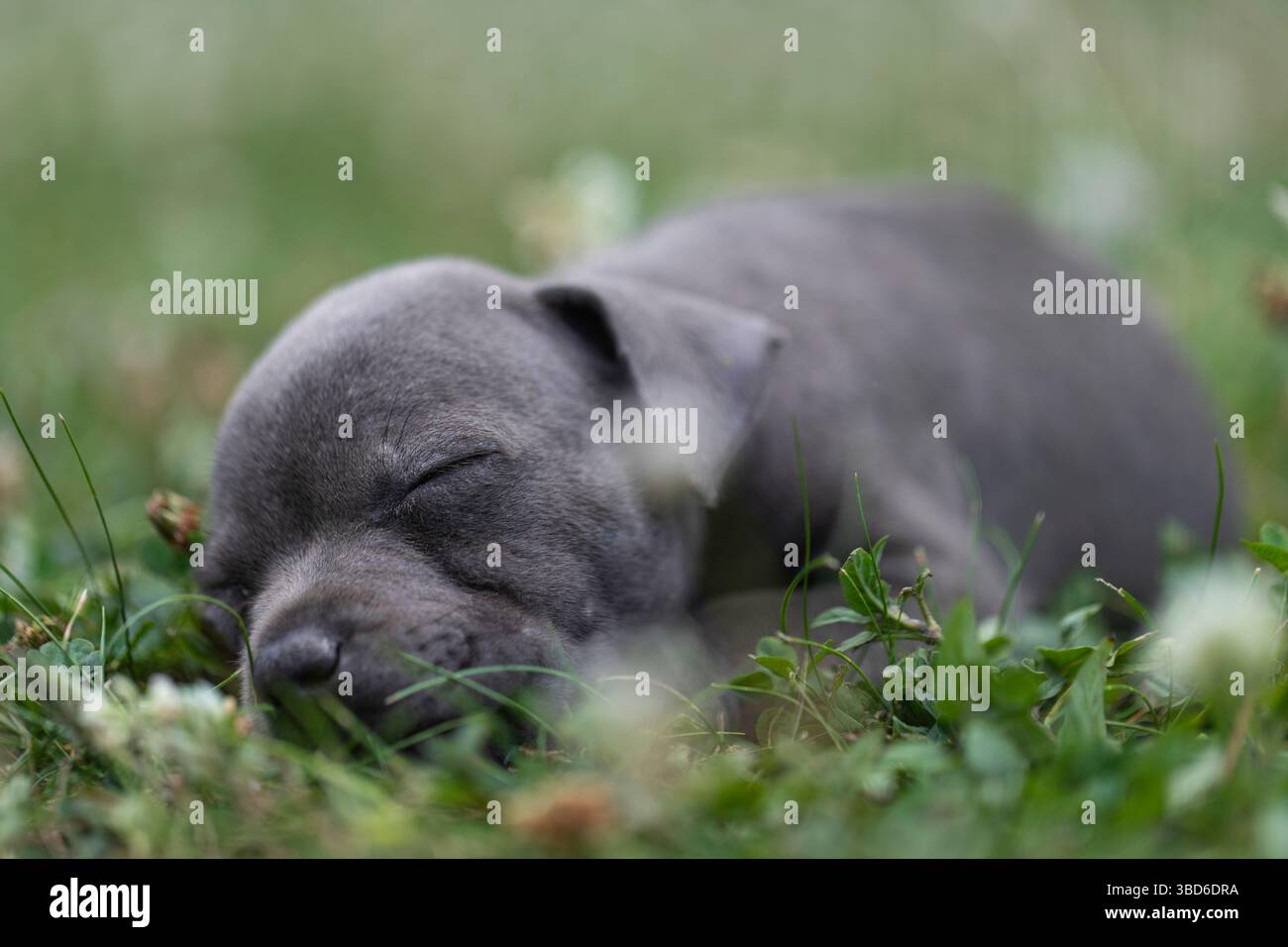 Cute terrier full face close up hi-res stock photography and images - Alamy