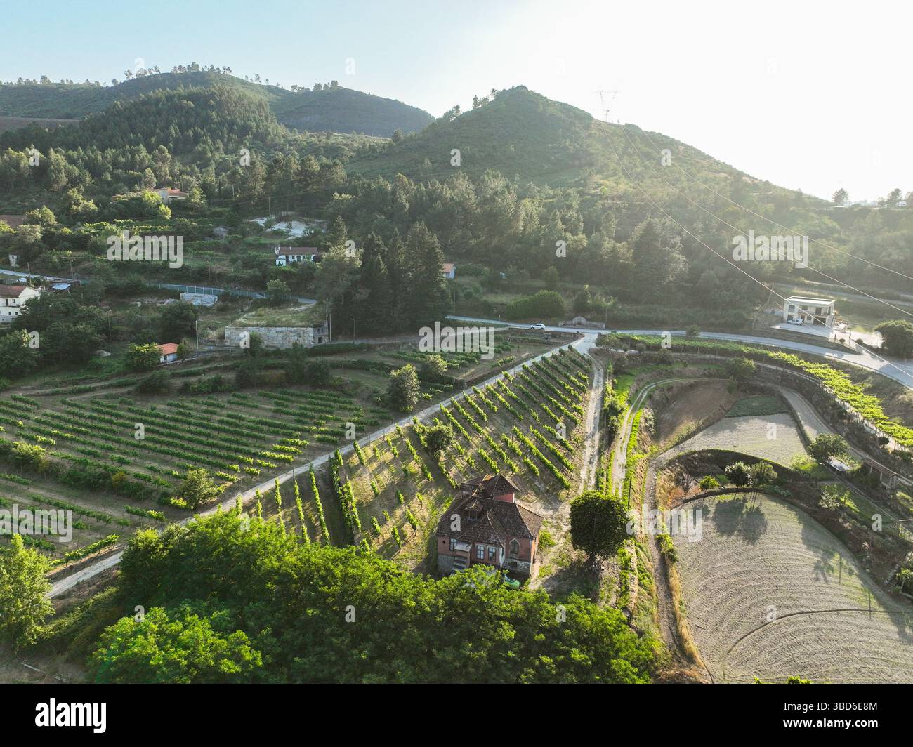 Vineyard rows and small house captured in golden sunset light in ...