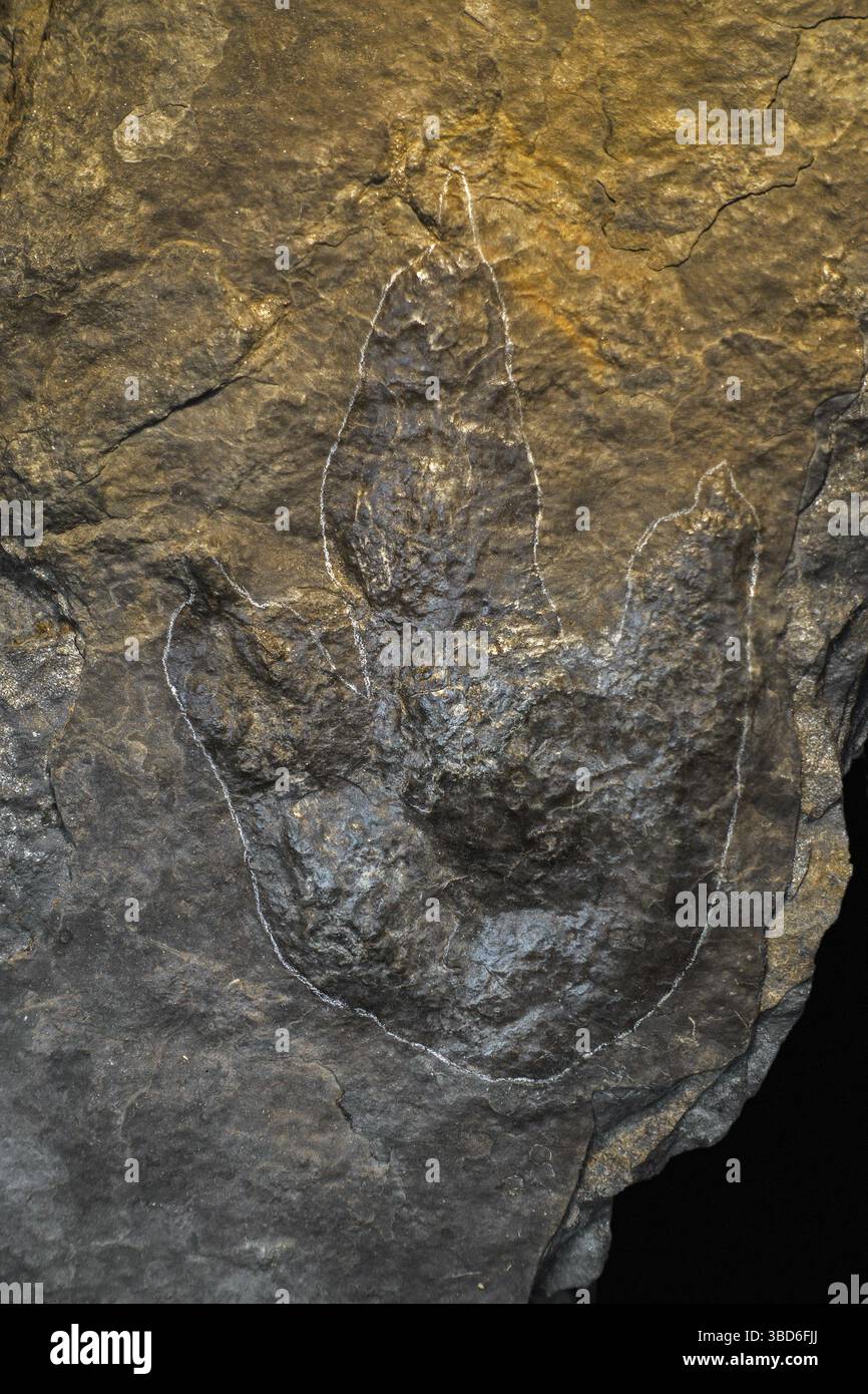 Grallator, three-toed print made by a bipedal theropod dinosaur, Late ...