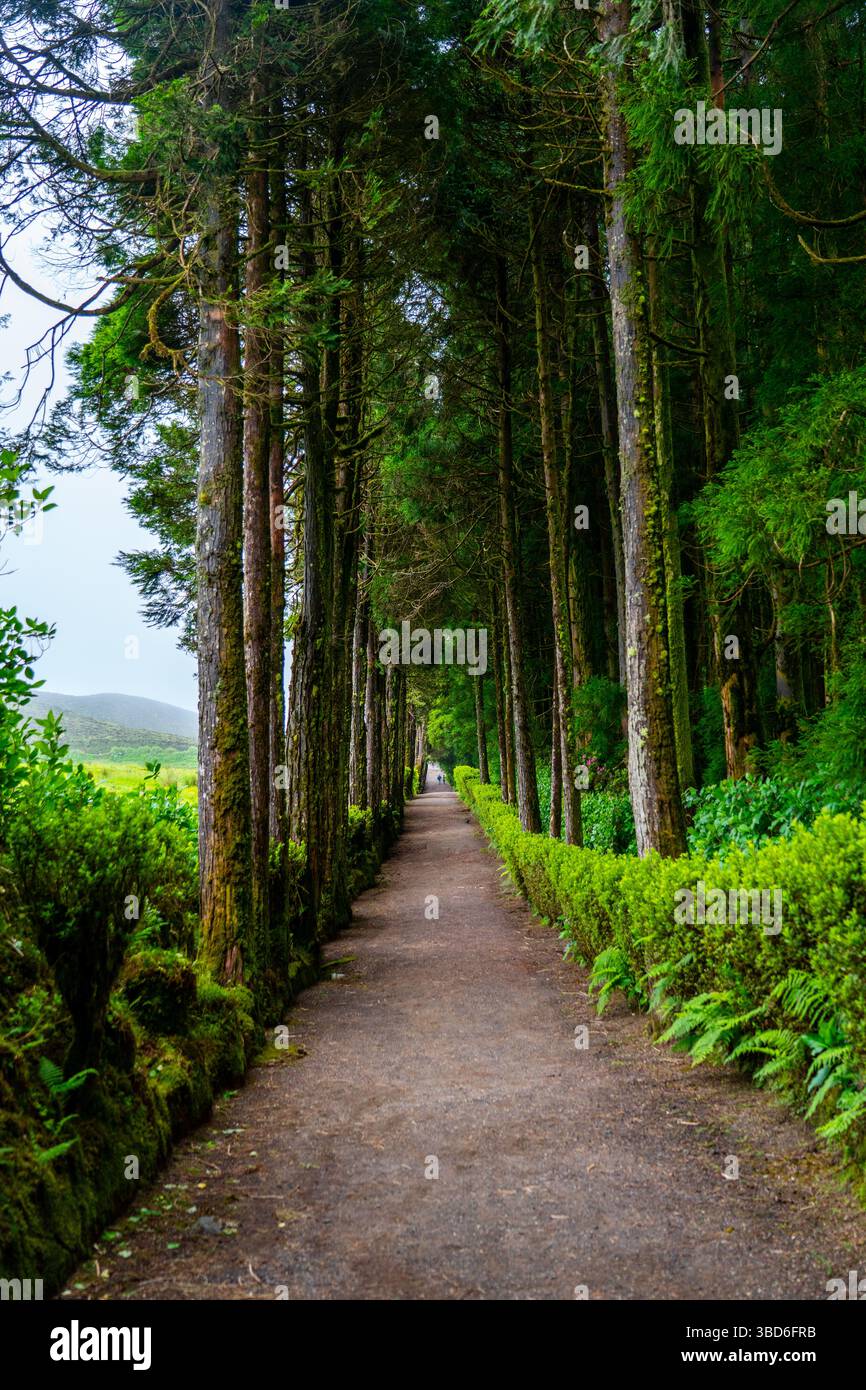 Long, straight forest trail surrounded by tall pine trees forming a ...