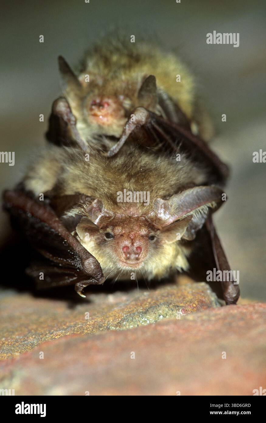 Brown long-eared bat (Plecotus auritus), common long-eared bats in ...
