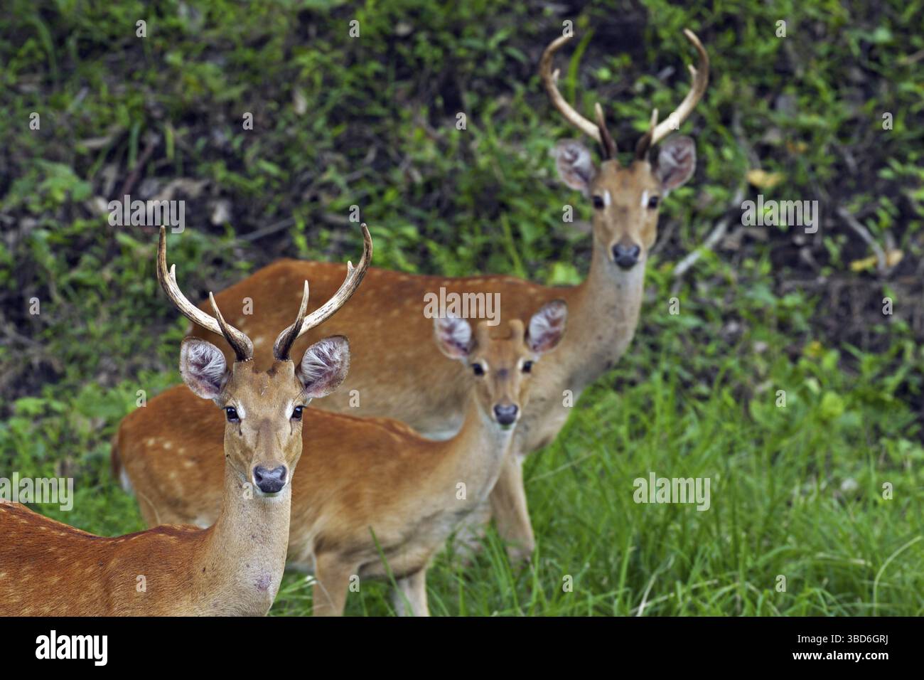 Eld's deer (Panolia eldii) endangered deer species native to Southeast ...