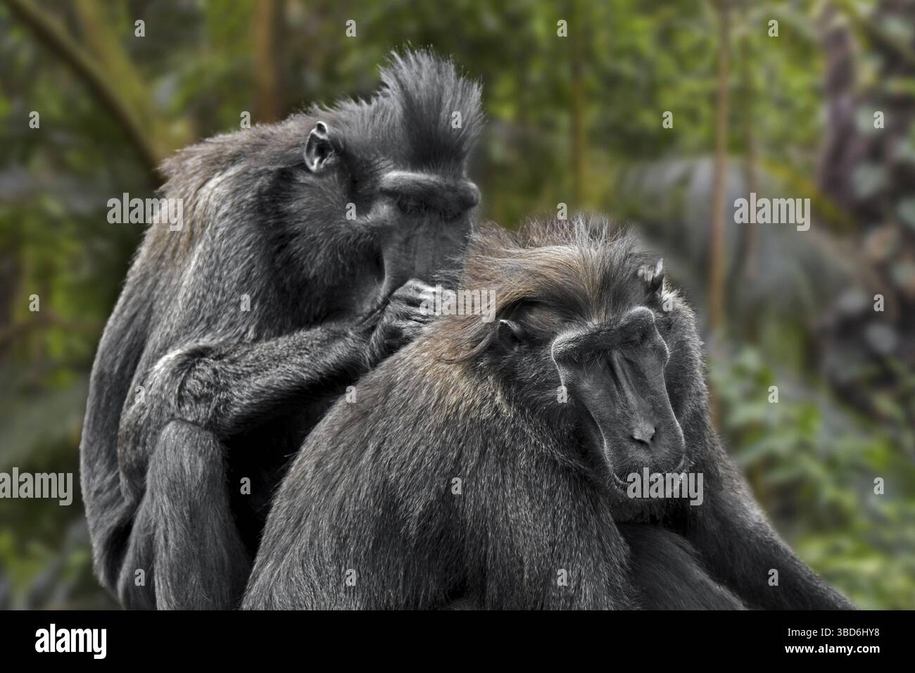 Celebes crested macaque (Macaca nigra), crested black macaque grooming ...