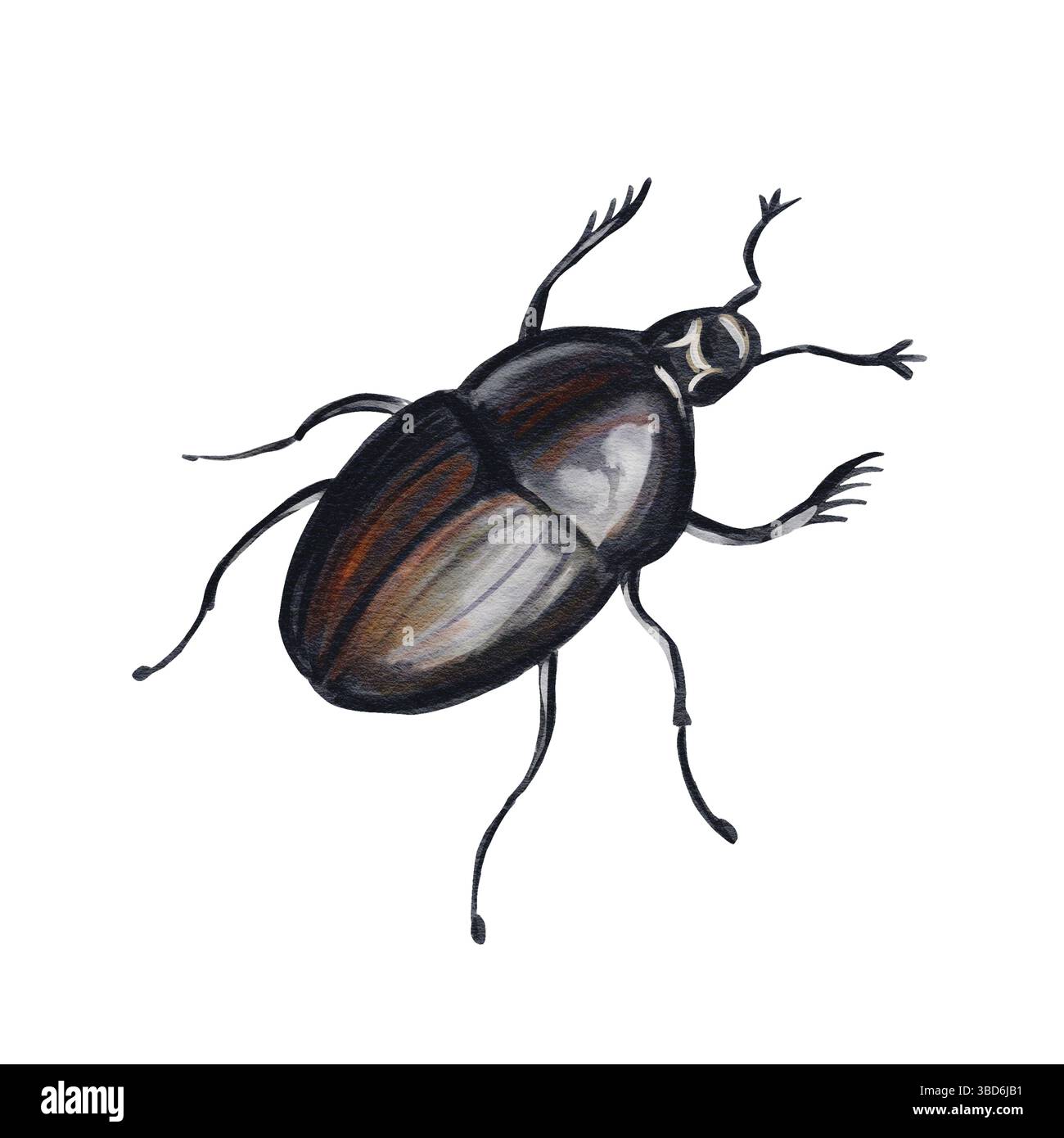 Black beetle. Scarab or dung beetle. Thin legs and hairy antennae ...