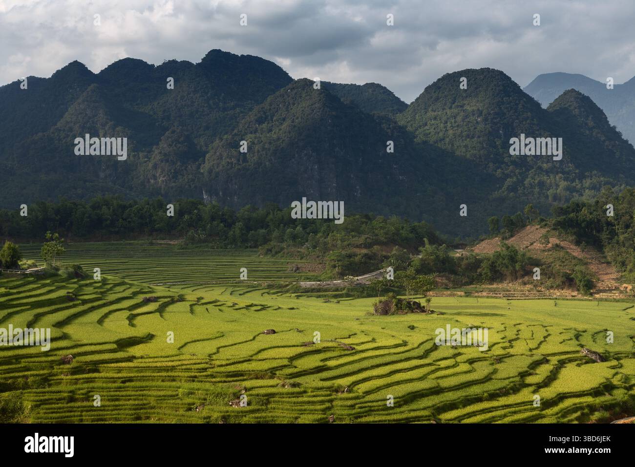Neat, scenic terraced rice fields and forested karst mountains of Pu ...
