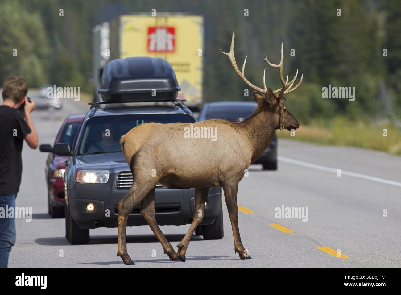 Moose, american elk (Cervus canadensis) bull crossing busy road in ...