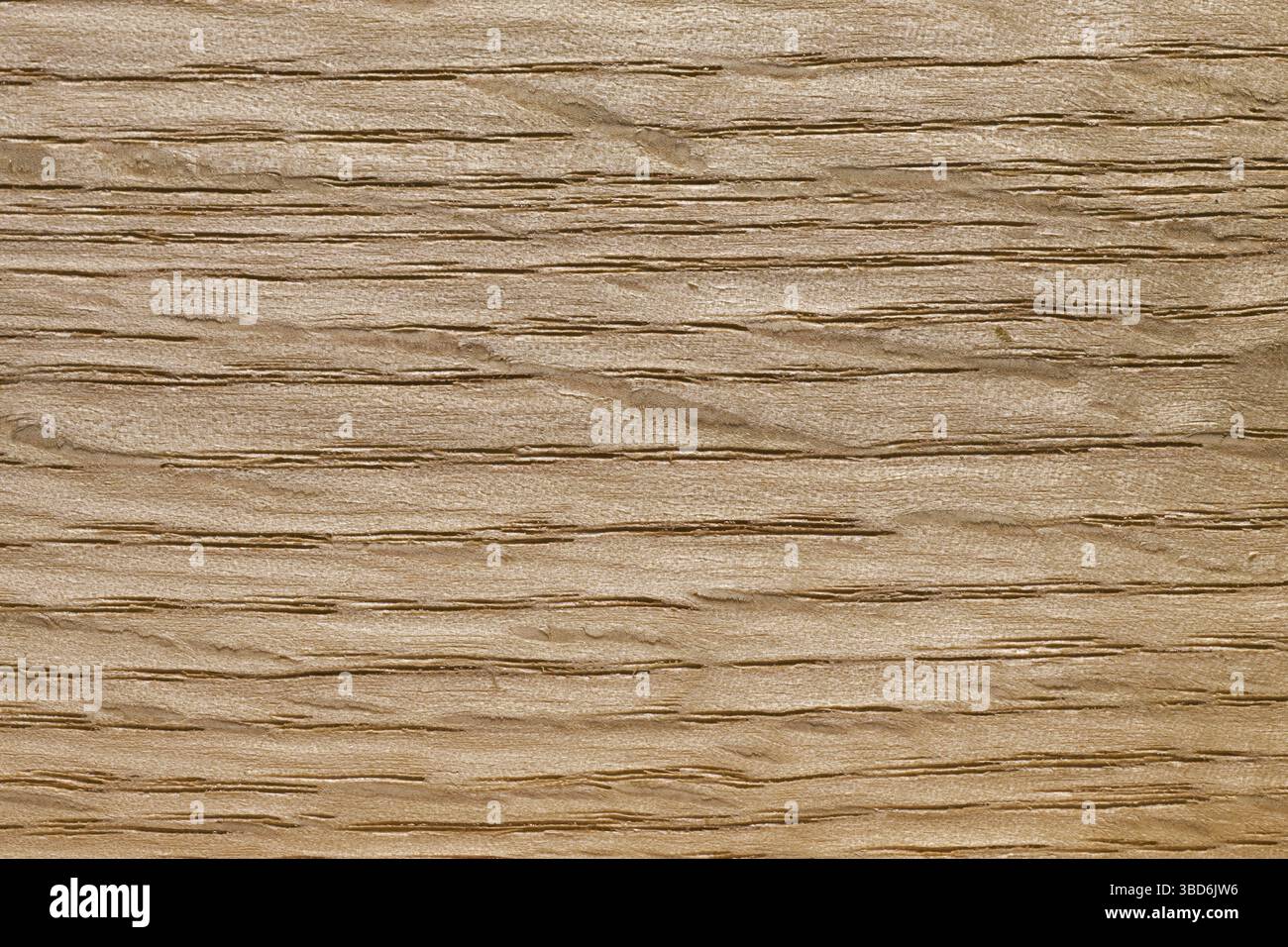 Wood grain of northern red oak (Quercus rubra), champion oak (Quercus ...