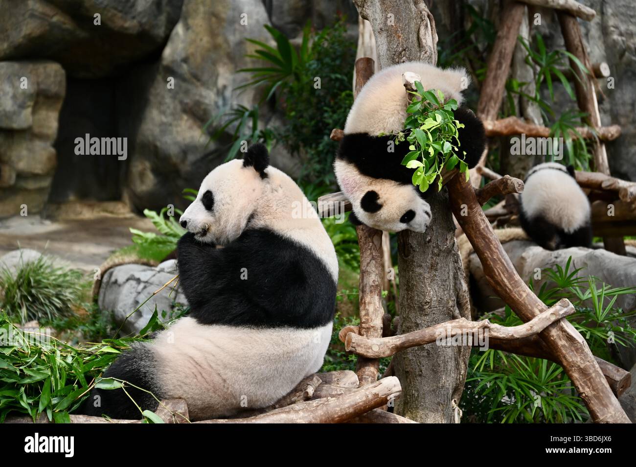 **CHINESE MAINLAND, HONG KONG, MACAU AND TAIWAN OUT** Giant pandas play ...