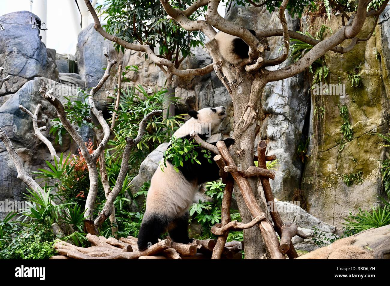 **CHINESE MAINLAND, HONG KONG, MACAU AND TAIWAN OUT** Giant pandas play ...