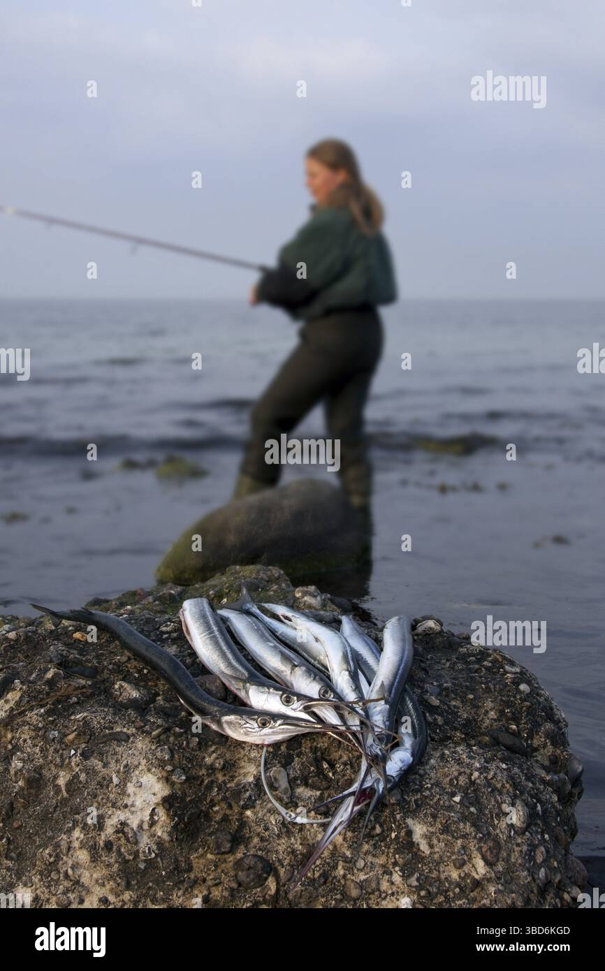Female angler with caught garfish (Belone belone), Germany Stock Photo ...