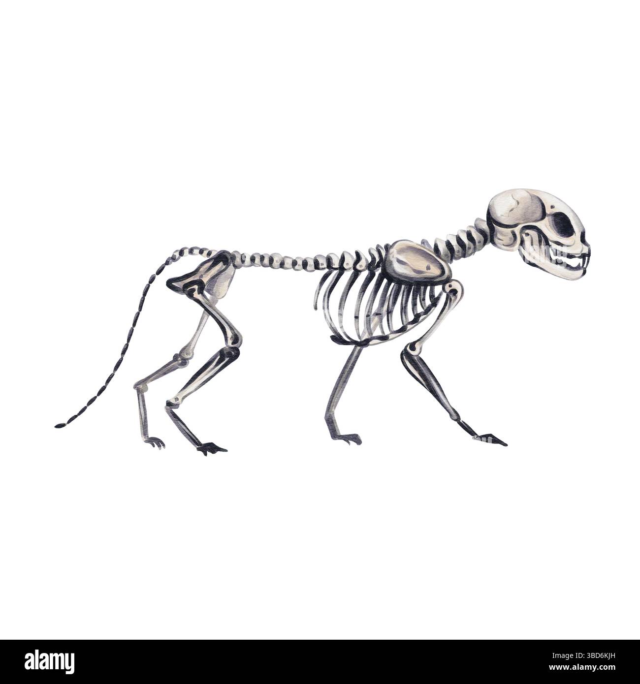 Skeleton of a cat. Animal walking. Bones and skull. Halloween decor ...
