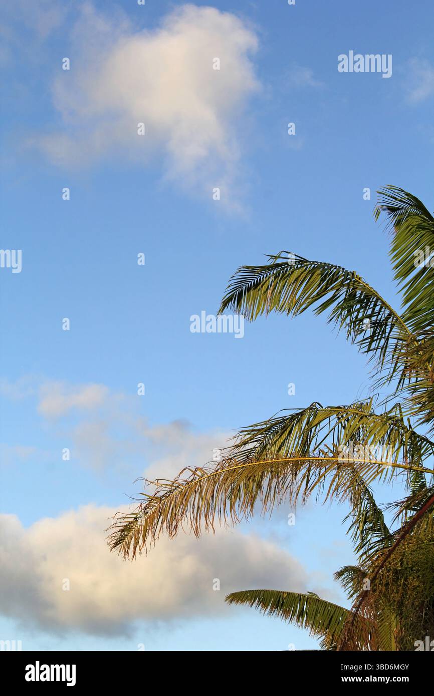 Palm tree fronds growth hi-res stock photography and images - Alamy